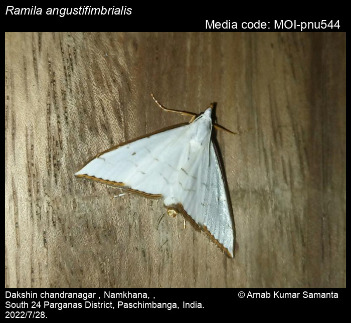 Ramila angustifimbrialis (Swinhoe, 1890) - | Moths